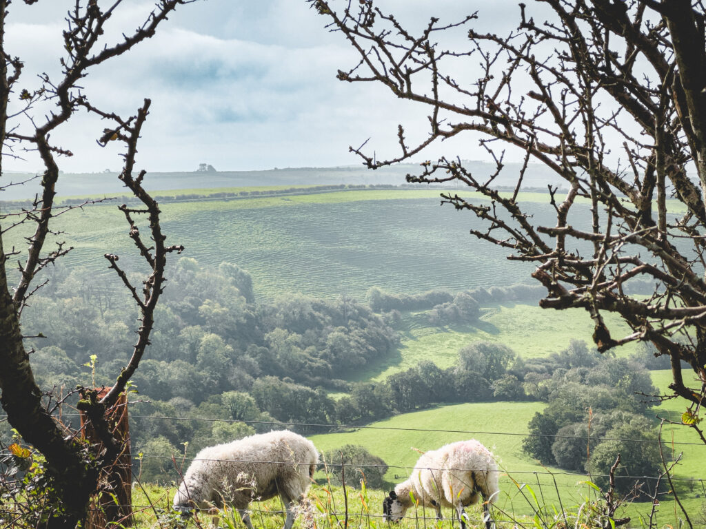 The digital solution to record a sheep keeper's Vet Attestation is here ...