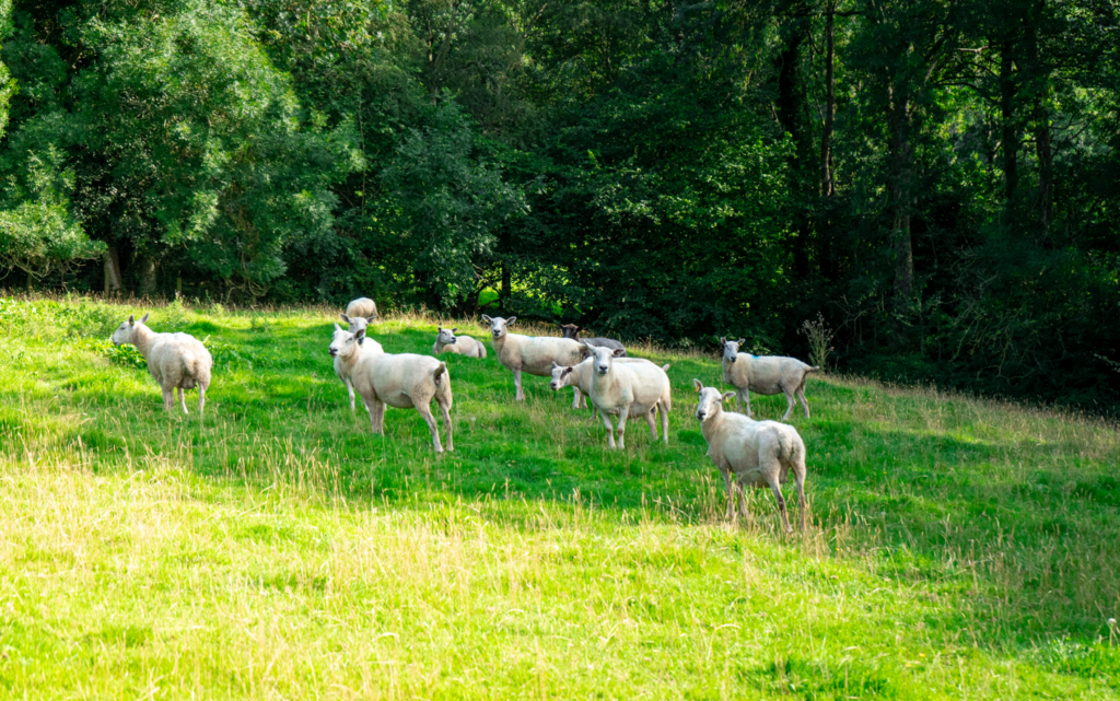 Recording a Vet Attestation using the Livestock Information Service ...